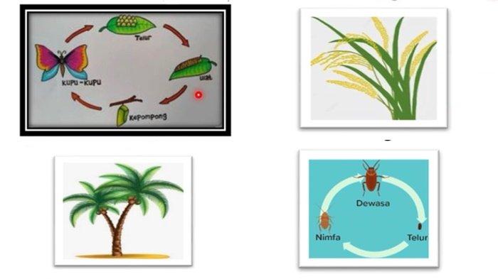 10 Soal IPAS Kelas 3 SD Bab 2 Kurikulum Merdeka, Latihan Ayo Mengenal ...