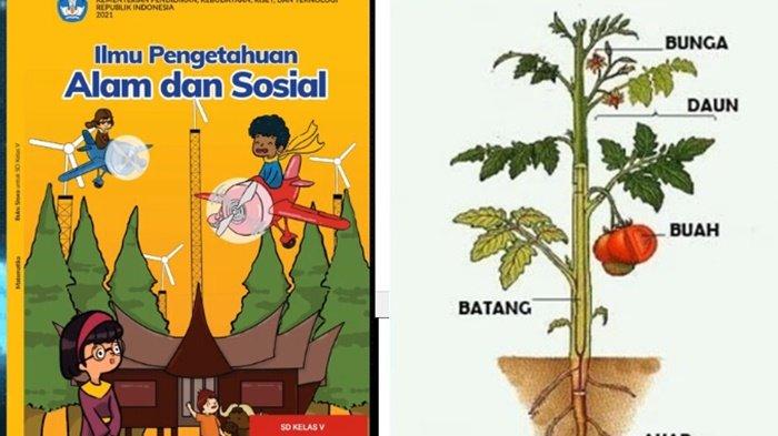 50 Soal dan Kunci Jawaban PAS/SAS IPAS Kelas 5 SD Semester 1 Kurikulum Merdeka Pilihan Ganda ...