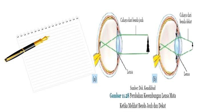Rangkuman Materi IPA Kelas 8 SMP BAB 4 Kurikulum Merdeka, Ringkasan ...