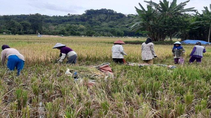 Terpaksa Panen Lebih Awal Meski Tak Dapat Uang, Petani Sedih 40 Hektar ...