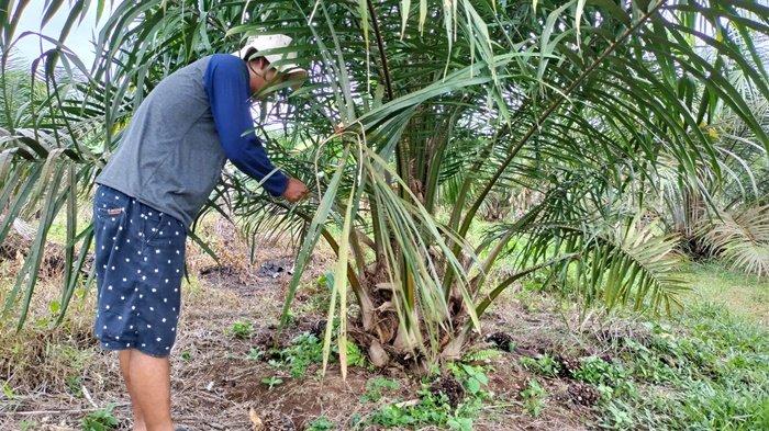 Update Harga Sawit Hari Ini Rabu 25 Januari 2023 di Musi Rawas, Rp 1.800-Rp 2.000 Per Kilo ...