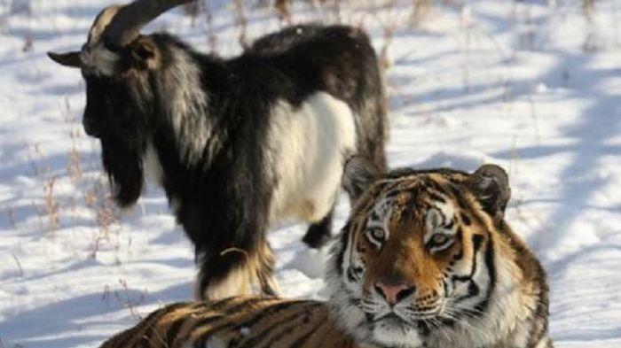Kisah Persahabatan Harimau dan Kambing di Rusia - Sripoku.com