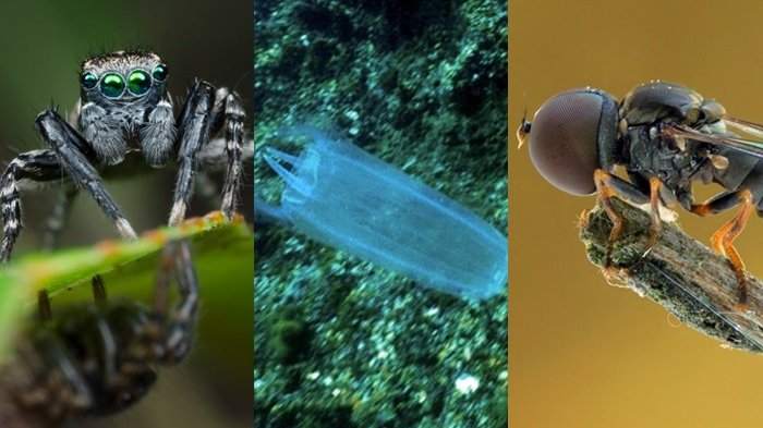 12 Spesies Hewan Baru yang Ditemukan Ilmuan, Ada yang dari Indonesia ...