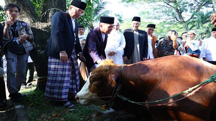 Ratu Dewa Kurban 12 Sapi di Palembang, Idul Adha Dijadikan Momentum ...