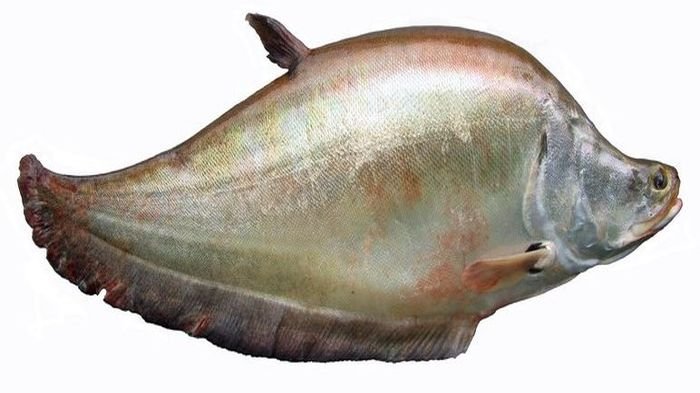 Pempek dan Kempelang Belido Terlarang, Ikan Belida Masuk Daftar Hewan ...
