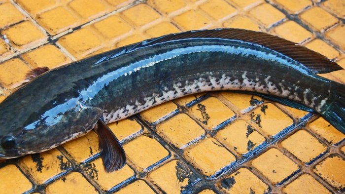 Ikan Gabus, Hewan yang Ternyata Biasa Hidup di Lumpur - Sripoku.com