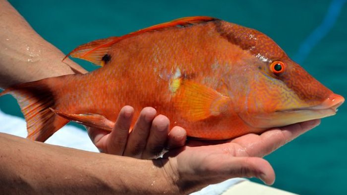 Seperti Bunglon, Ikan ini Bisa Mengubah Wajahnya dalam Waktu ...