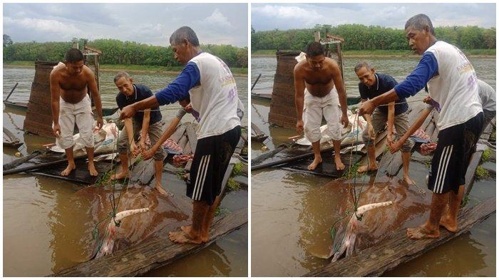 IKAN Pari Raksasa Tersangkut Jaring Nelayan di Teluk Kijing Muba, Bobot ...