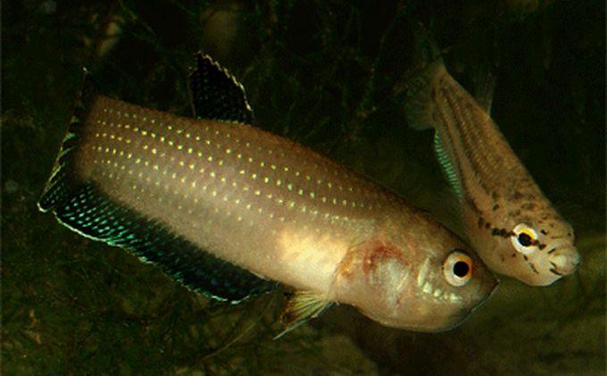 NEWS VIDEO SRIPO: Iwak Tempalo Mulai Diburu Warga - Sripoku.com