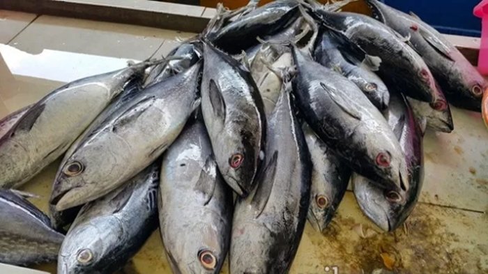 Berikut Tips Memilih Ikan Tuna Agar Kandungan Gizinya Tetap Terjaga ...