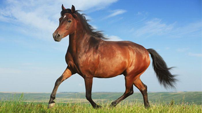 VIDEO: Kuda Pintar, Bisa Buka Pintu Rumah dengan Giginya - Sripoku.com