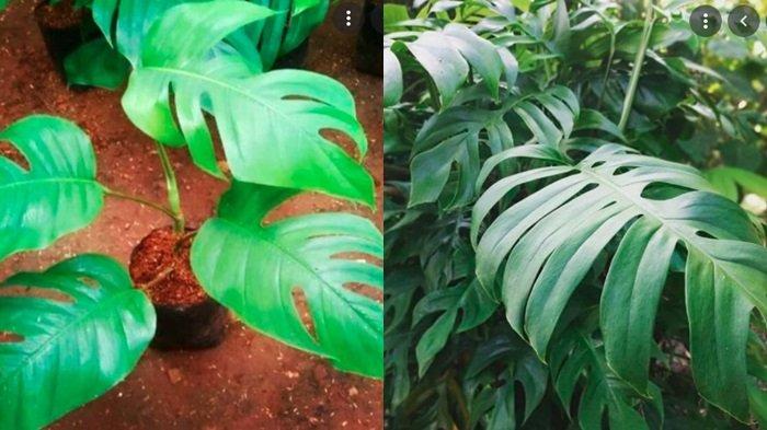 8 Manfaat dan Khasiat Daun Ekor Naga Sebagai Obat Herbal, Lengkap ...
