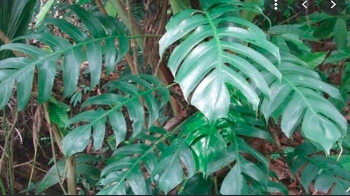Daun Ekor Naga Punya Harga Tinggi, Begini Cara Mudah Pembiakan Tanaman ...