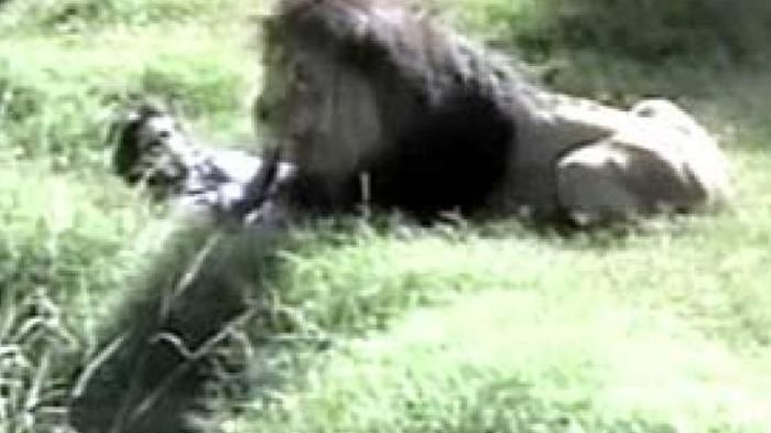 VIDEO:Jatuh dan Terjebak dalam Kepungan Dua Singa Ganas, Pria Ini ...