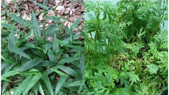 Termasuk Rumput Bambu dan Daun Kentut, 7 Tanaman Liar Ini Mampu Obati ...