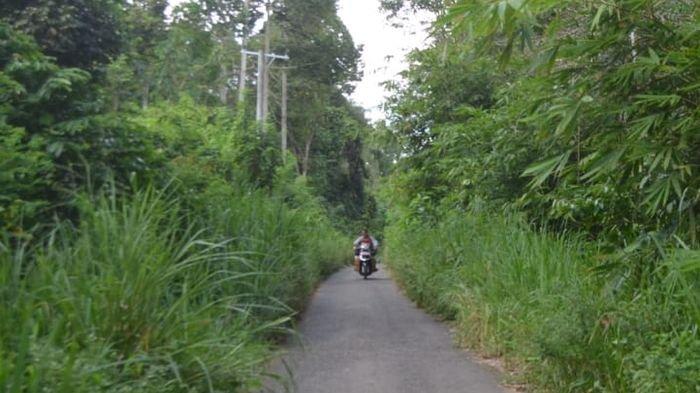 Semak Menutupi Bahu Jalan Menyebabkan Jalan Antar Desa di Tebingtinggi ...