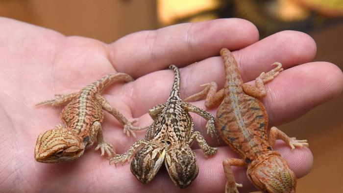 Anak Kadal Ini Dilahirkan dengan Dua Kepala - Sripoku.com