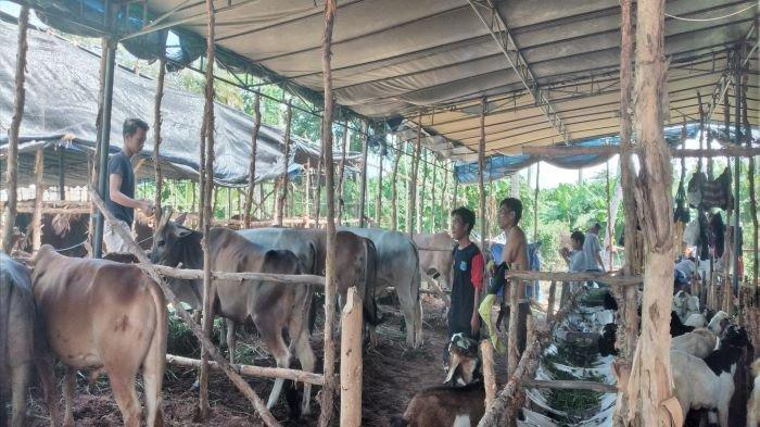 Harga Hewan Kurban di Palembang Naik, Harga Kambing Mulai Rp2 Juta, Sapi Rp16 Juta - Sripoku.com