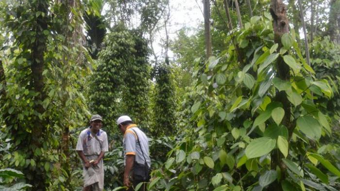 Petani Lada OKU Selatan Tersenyum Lebar - Sripoku.com