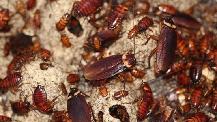 Kecoa Diindikasi Rumah Bersih, Apa Betul ? - Sripoku.com