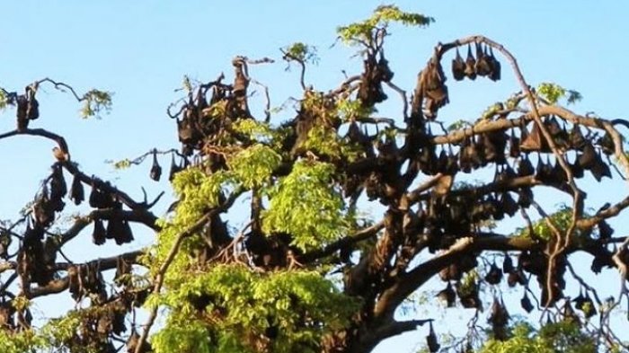 Mitos Jodoh hingga Bencana, Kelelawar Soppeng di Kota Kalong - Sripoku.com