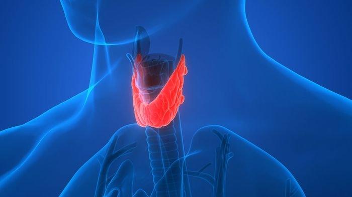 Inilah 10 Gejala Kelenjar Tiroid Bermasalah (1): Benjolan di Leher ...