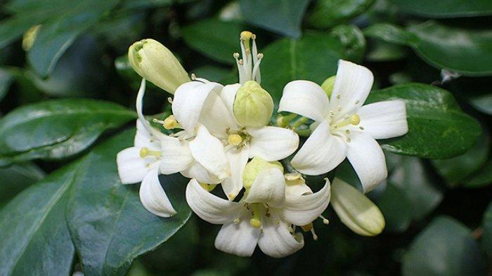 Bunga Kemuning Lambang Kebaikan, Jadi Nilai Budaya Keraton Yogyakarta ...