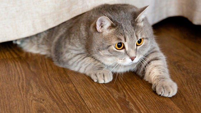 Kucing Anda Alami Obesitas? Berikut 5 Cara Mengontrol Pola Makan ...