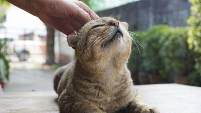 Inilah Faktanya, Kenapa Rasulullah SAW Sangat Sayang Terhadap Kucing ...