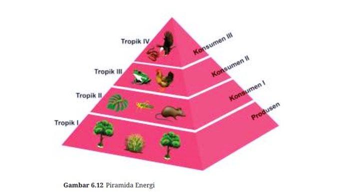 Kunci Jawaban IPA Kelas 10 SMA Halaman 204-205 Semester 2 Kurikulum Merdeka, Soal Ayo Cek ...