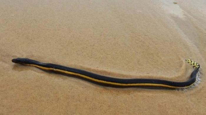 Waspada! Ular Perut Kuning Ini Sangat Berbisa - Sripoku.com