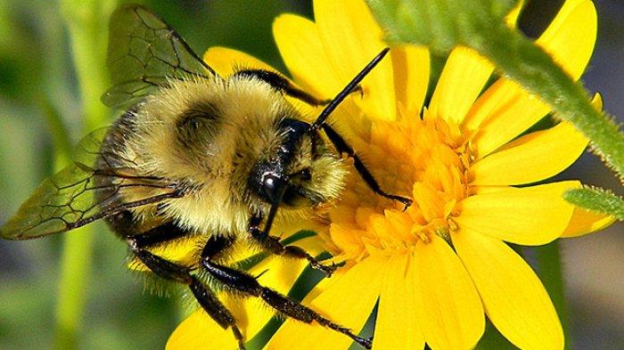 Disengat Lebah, Seorang Warga Sembawa Meregang Nyawa, Ini Tips ...