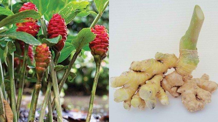 Manfaat Lempuyang untuk Kesehatan, Bisa Obati 15 Penyakit Berbahaya ...