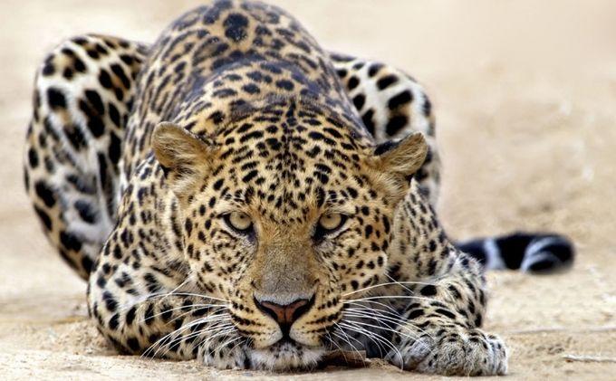 Para Pemabuk Jadi Mangsa Empuk Macan Tutul - Sripoku.com