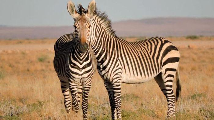 Foto Zebra ini Sukses Buat Pusing Netizen. Ada Apa Gerangan? - Sripoku.com