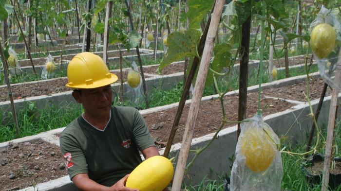 Beli Buah Segar di Kebun Melon Emas Baturaja - Sripoku.com