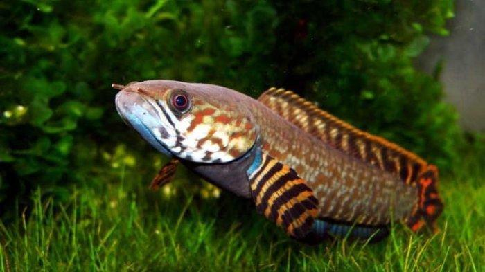 Di Palembang, Nasib Ikan Ini Berakhir di Penggorengan: Tak Disangka ...