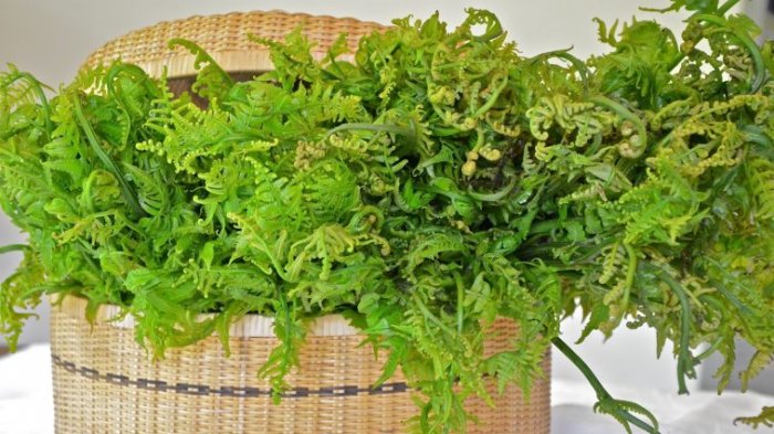 23 Manfaat dan Khasiat Pakis Hijau untuk Kesehatan - Sripoku.com