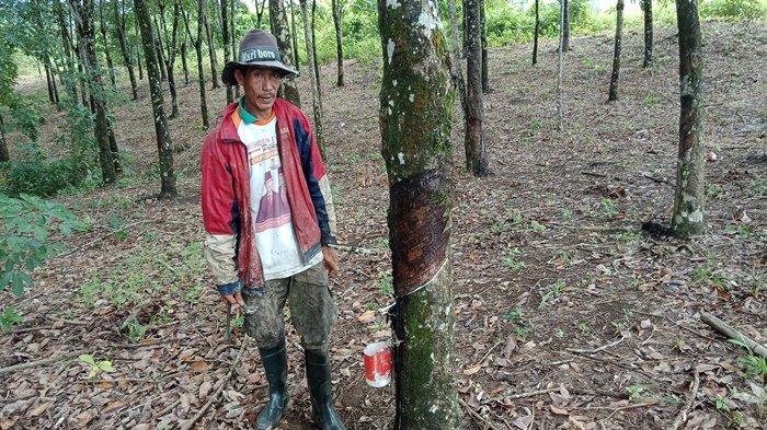 18 Kecamatan di Lahat ini Merupakan Wilayah Perkebunan Karet, Kikim Are ...