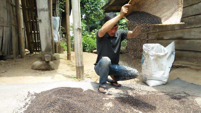 Petani Lada OKU Selatan Mengeluh, Harga di Tengkulak Rendah: Turun ...