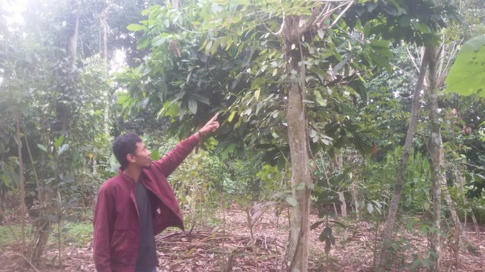 Petani Lada Kelimpungan, Pernah Hasilkan 200 Juta Sekali - Sripoku.com