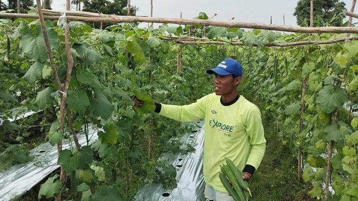 Video Petani Sayur Gambas Sukses di Musi Rawas, Sekali Panen Raup ...