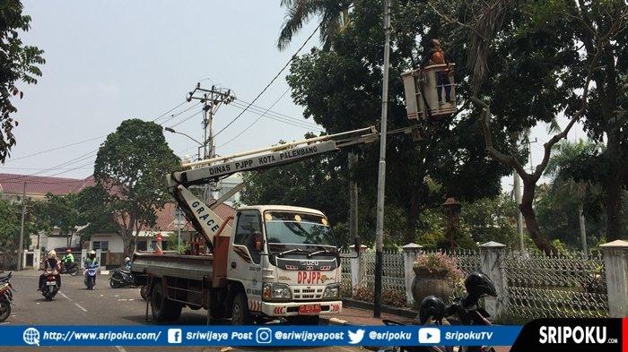 Ranting Pohon di Rumah Dinas Walikota Palembang Membahayakan, Kering dan Dekat Kabel Listrik ...