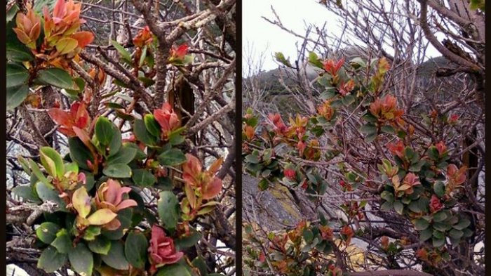 Daun Manarasa, Rahasia Awet Muda Dayang Sumbi sampai Tak Dikenali ...