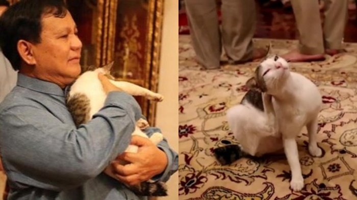 Mengenal Bobby The K4T, Kucing Prabowo Subianto, Punya Instagram Jadi ...
