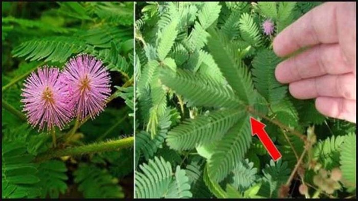 Dianggap Tanaman Liar, Ternyata Daun Putri Malu Memiliki Segudang Manfaat, Ini Buktinya ...
