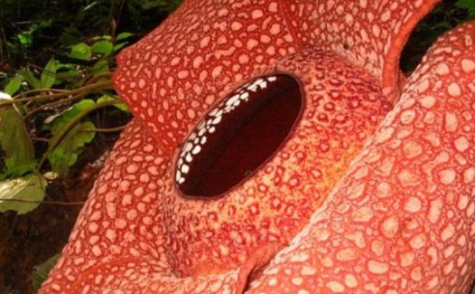 Museum Bengkulu akan Awetkan Beberapa Bunga Rafflesia - Sripoku.com