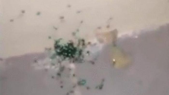 VIDEO: Laba-Laba Meledak dan Menjadi Ratusan Laba-Laba Kecil - Sripoku.com