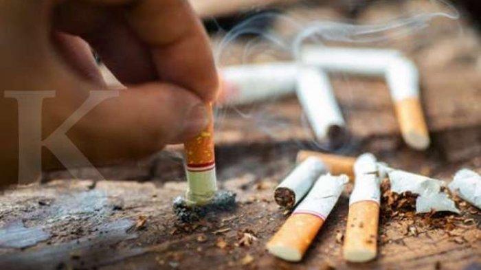 Cara Supaya Abu rokok Bermanfaat untuk Tanaman, Jangan Sampai Salah ...