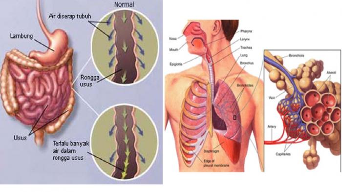 Ispa,Pheumonia hingga Diare Penyakit yang Sering Terjadi Saat Musim Pancaroba - Sripoku.com